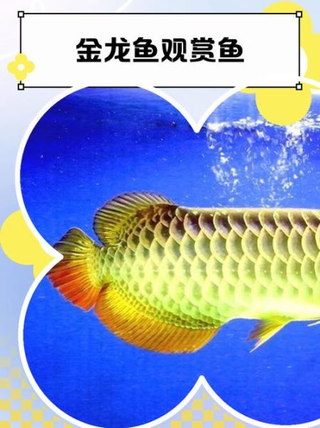 金龙鱼多少钱一条_金龙鱼价格影响因素-第2张图片-山城妙识