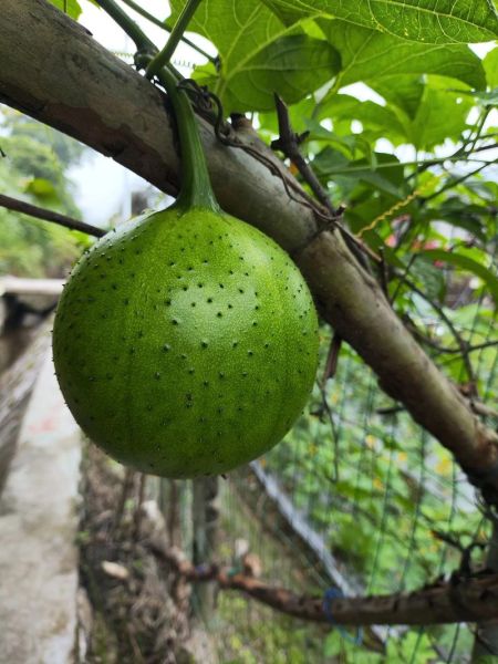 木鳖果一斤多少钱_木鳖果价格多少钱一斤-第1张图片-山城妙识