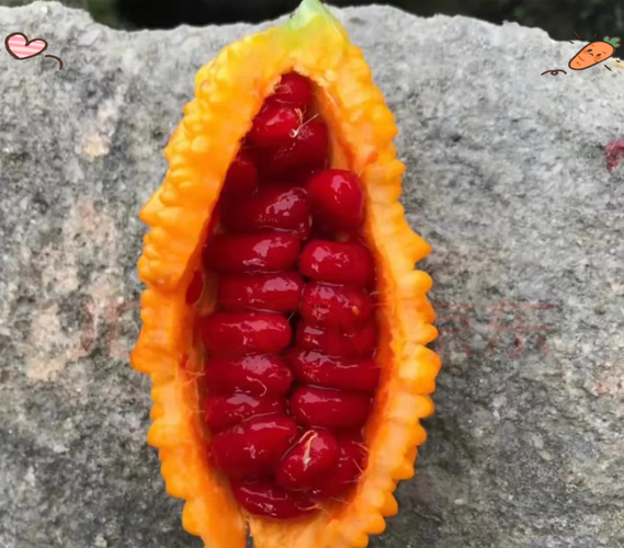 木鳖果一斤多少钱_木鳖果价格多少钱一斤-第3张图片-山城妙识