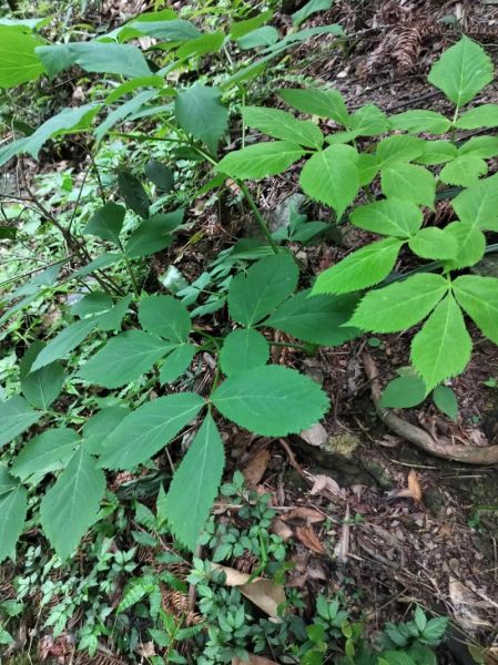 野当归图片_野当归和当归区别-第1张图片-山城妙识