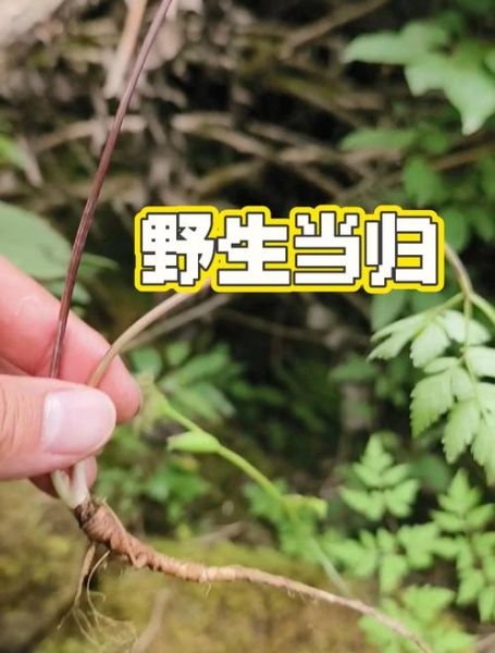 野当归图片_野当归和当归区别-第3张图片-山城妙识