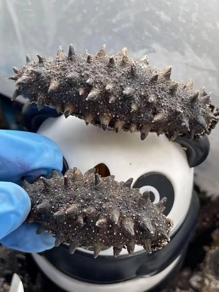 野生干海参多少钱一斤_野生干海参价格表-第1张图片-山城妙识