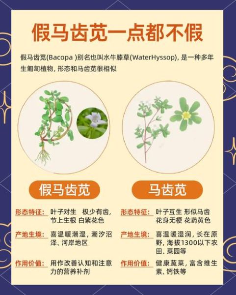 假马齿苋长什么样_假马齿苋与马齿苋区别-第1张图片-山城妙识