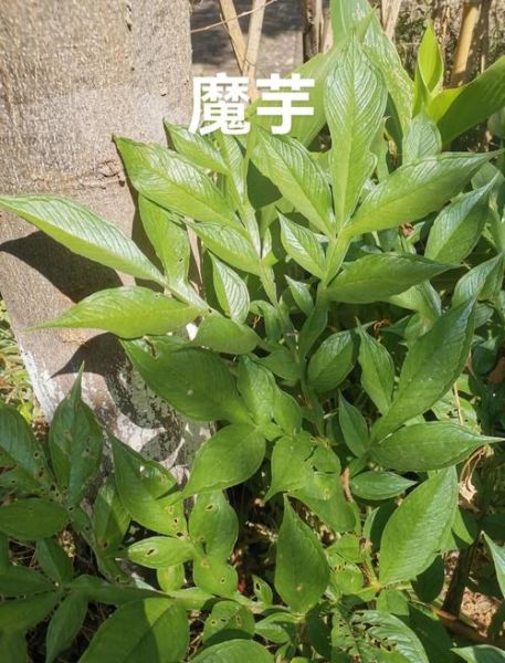 魔芋植物叶子长什么样_魔芋叶子图片大全-第1张图片-山城妙识