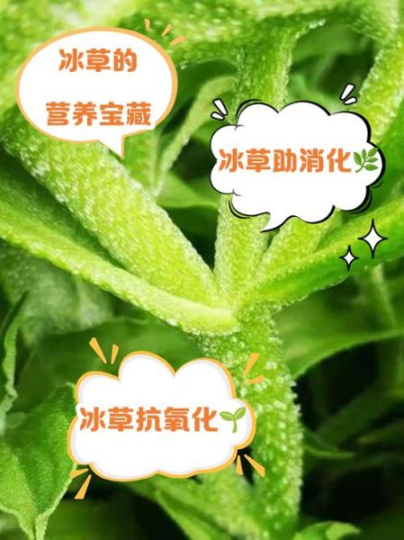 冰草怎么吃最好_冰草的功效与作用-第2张图片-山城妙识