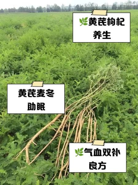 黄芪和什么搭配最补肾_黄芪补肾最佳配伍-第3张图片-山城妙识