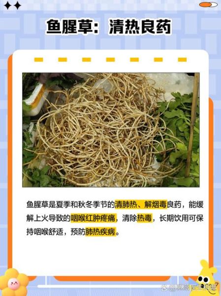 鱼腥草能天天泡水喝吗_鱼腥草的十大功效与作用-第1张图片-山城妙识
