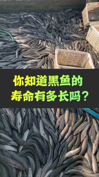黑鱼寿命多长时间_黑鱼能活多久-第2张图片-山城妙识