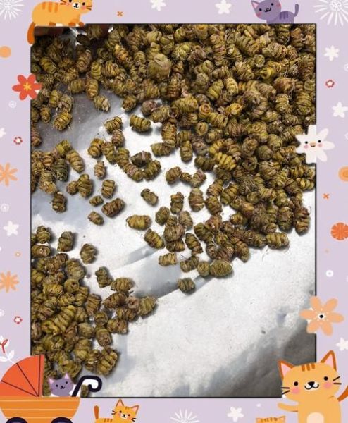 铁皮枫斗怎么种植_铁皮枫斗培养方法-第2张图片-山城妙识