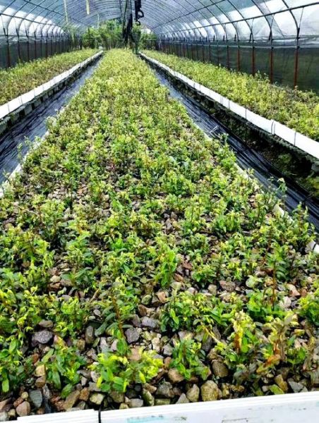 铁皮枫斗怎么种植_铁皮枫斗培养方法-第1张图片-山城妙识