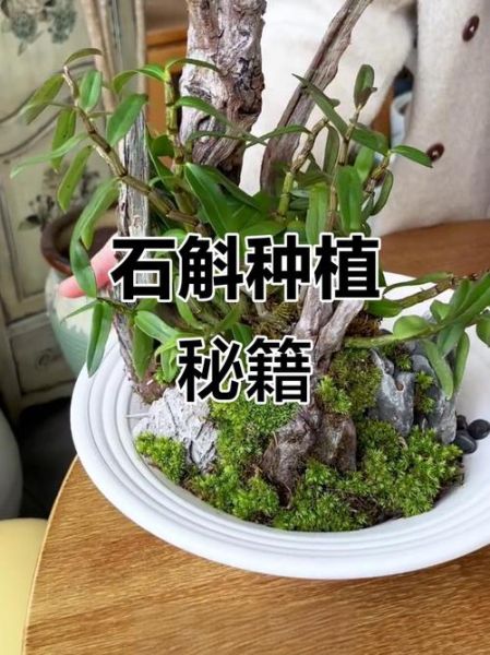 铁皮枫斗怎么种植_铁皮枫斗培养方法-第3张图片-山城妙识