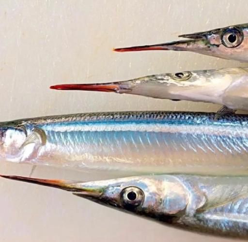 青针鱼怎么钓_青针鱼营养价值-第1张图片-山城妙识