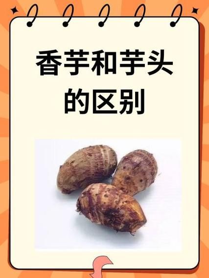 香芋和芋头怎么辨别_香芋和芋头的区别-第2张图片-山城妙识