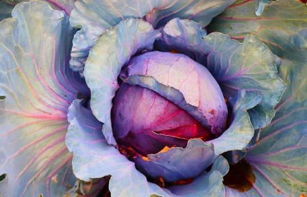 糖醋紫包菜怎么做_糖醋紫包菜的家常做法-第3张图片-山城妙识 糖醋紫包菜怎么做_糖醋紫包菜的家常做法-第3张图片-山城妙识