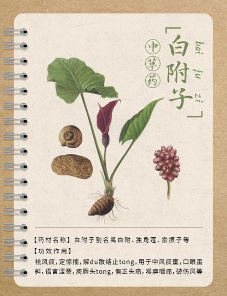 白附子能治疗什么病_白附子与附子区别-第3张图片-山城妙识