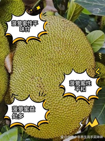 菠萝蜜减肥还是增肥_热量高吗-第1张图片-山城妙识 菠萝蜜减肥还是增肥_热量高吗-第1张图片-山城妙识