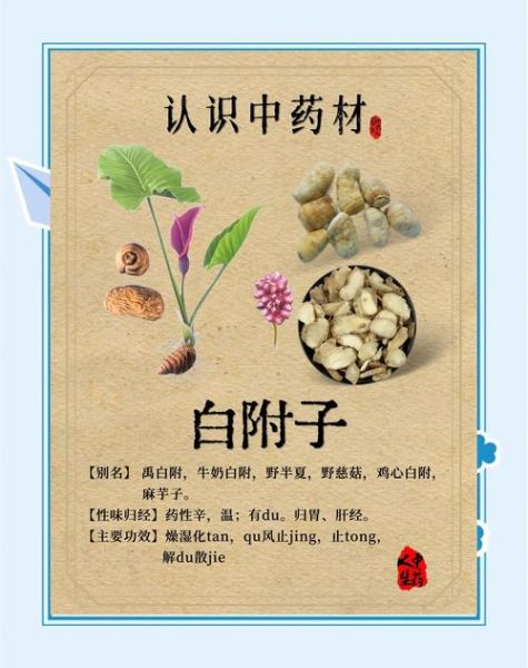 白附子能治疗什么病_白附子与附子区别-第1张图片-山城妙识