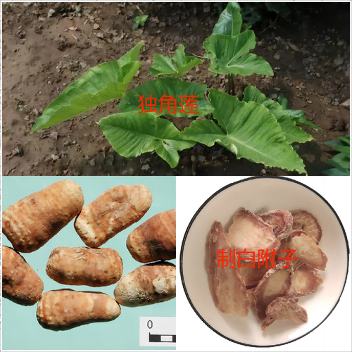 白附子能治疗什么病_白附子与附子区别-第2张图片-山城妙识