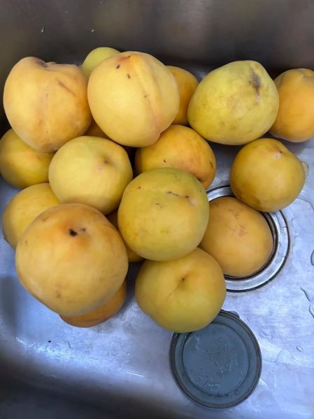 黄桃罐头怎么做_家庭自制水果罐头保存多久-第2张图片-山城妙识