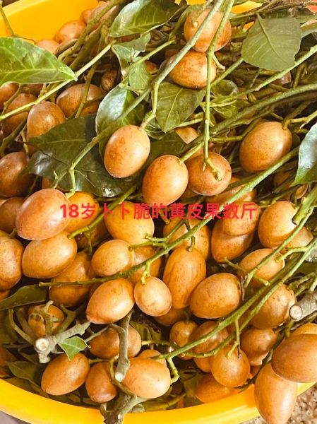 黄皮果泡蜂蜜的功效_黄皮果泡蜂蜜的正确做法-第3张图片-山城妙识