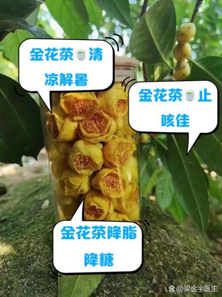金花茶的功效与作用_金花茶怎么喝才养生-第2张图片-山城妙识