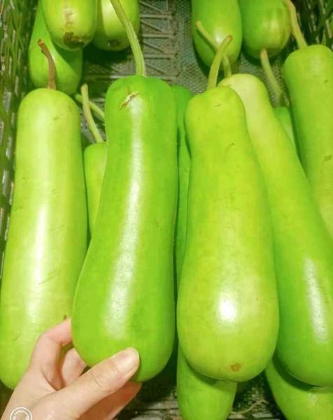 苦瓠瓜图片_苦瓠瓜能吃吗-第2张图片-山城妙识