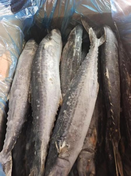 鲅鱼图片多少钱一斤_鲅鱼最新价格行情-第2张图片-山城妙识