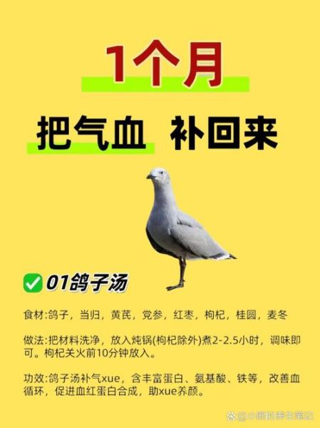 鸽子汤怎么炖补血补气_鸽子汤补血补气放什么药材-第2张图片-山城妙识