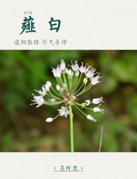 薤白的功效与作用_薤白怎么吃效果最好-第2张图片-山城妙识