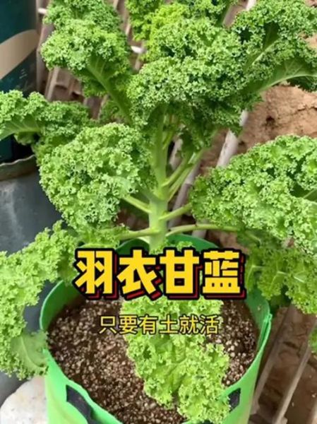 甘蓝什么时候种_甘蓝种植方法步骤-第3张图片-山城妙识 甘蓝什么时候种_甘蓝种植方法步骤-第3张图片-山城妙识