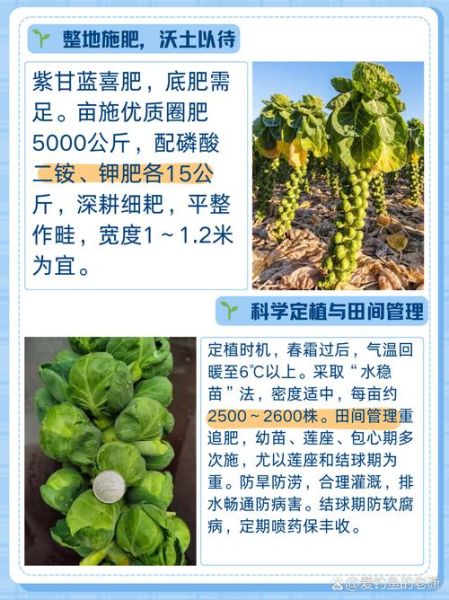 甘蓝什么时候种_甘蓝种植方法步骤-第2张图片-山城妙识 甘蓝什么时候种_甘蓝种植方法步骤-第2张图片-山城妙识