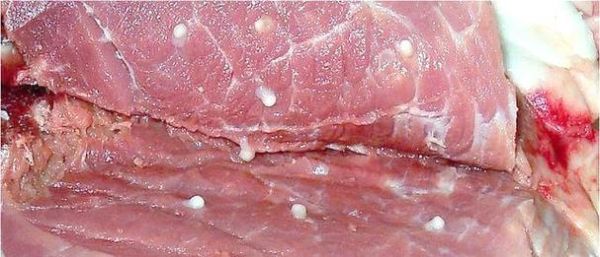 猪肉绦虫图片高清_如何辨别成虫与幼虫-第1张图片-山城妙识