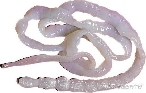 猪肉绦虫图片高清_如何辨别成虫与幼虫-第3张图片-山城妙识