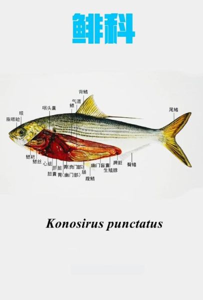 鲱鱼在中国叫什么鱼_鲱鱼与青鱼区别-第1张图片-山城妙识