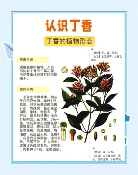 丁香的功效与作用及禁忌_丁香泡水喝有什么禁忌-第2张图片-山城妙识