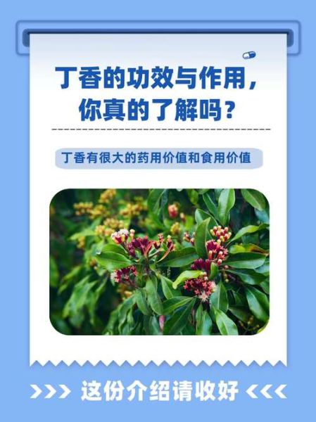 丁香的功效与作用及禁忌_丁香泡水喝有什么禁忌-第3张图片-山城妙识