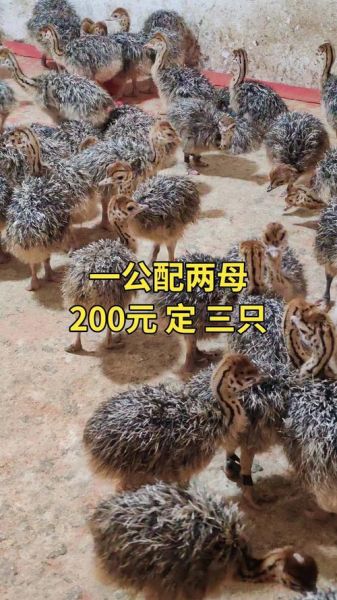 鸵鸟苗多少钱一只_鸵鸟苗价格行情-第2张图片-山城妙识 鸵鸟苗多少钱一只_鸵鸟苗价格行情-第2张图片-山城妙识