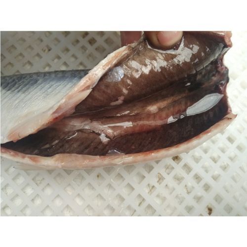 鲱鱼在中国叫什么鱼_鲱鱼与青鱼区别-第2张图片-山城妙识