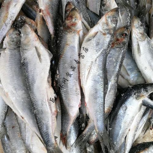 鲱鱼在中国叫什么鱼_鲱鱼与青鱼区别-第3张图片-山城妙识