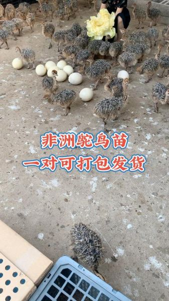 鸵鸟苗多少钱一只_鸵鸟苗价格行情-第3张图片-山城妙识 鸵鸟苗多少钱一只_鸵鸟苗价格行情-第3张图片-山城妙识