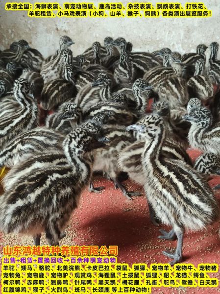 鸵鸟苗多少钱一只_鸵鸟苗价格行情-第1张图片-山城妙识 鸵鸟苗多少钱一只_鸵鸟苗价格行情-第1张图片-山城妙识