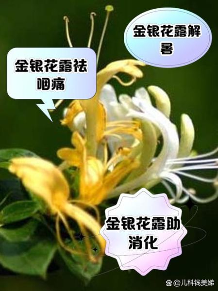 金银花露怎么喝_金银花露的功效与作用-第3张图片-山城妙识