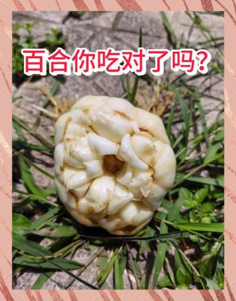 百合一天吃几瓣_百合一天吃多少合适-第2张图片-山城妙识
