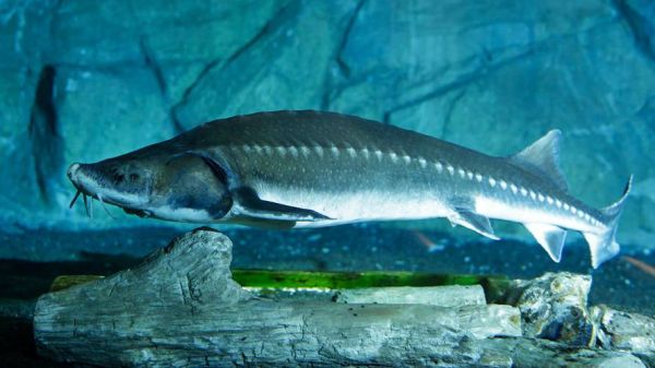 长江鲟鱼图片_如何分辨中华鲟与达氏鲟-第2张图片-山城妙识 长江鲟鱼图片_如何分辨中华鲟与达氏鲟-第2张图片-山城妙识