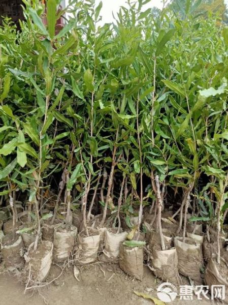 腰果树苗怎么种_腰果树苗价格多少钱一棵-第1张图片-山城妙识