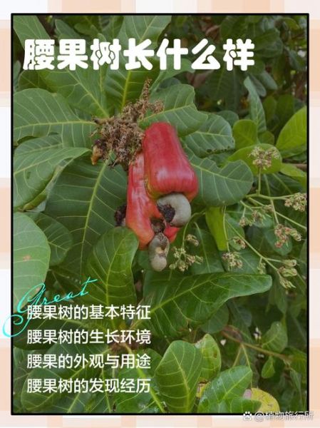 腰果树苗怎么种_腰果树苗价格多少钱一棵-第2张图片-山城妙识