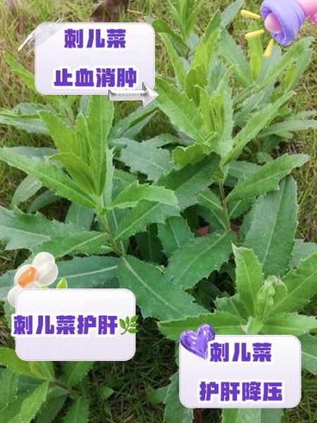 刺儿菜图片长什么样_刺儿菜的药用价值有哪些-第1张图片-山城妙识