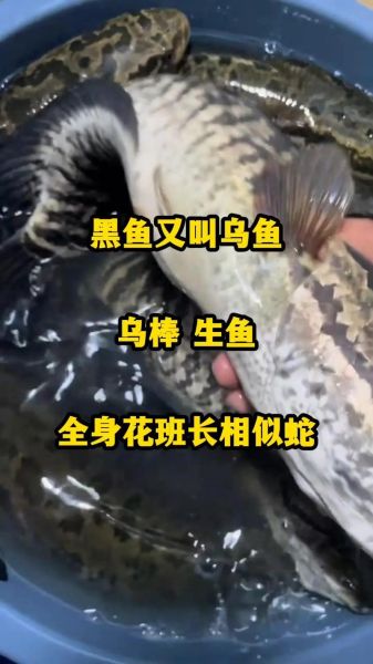 黑鱼多久能长到三斤_黑鱼养殖周期多长-第1张图片-山城妙识