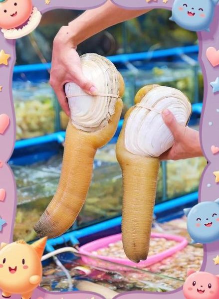 象拔蚌的营养价值及功效与作用_象拔蚌怎么吃最补-第2张图片-山城妙识