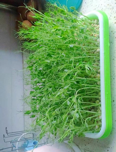 芽苗菜有哪些品种_家庭种植选哪种-第3张图片-山城妙识